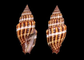 涡螺总科 Volutacea 蓝色动物学（中国动物学科普）